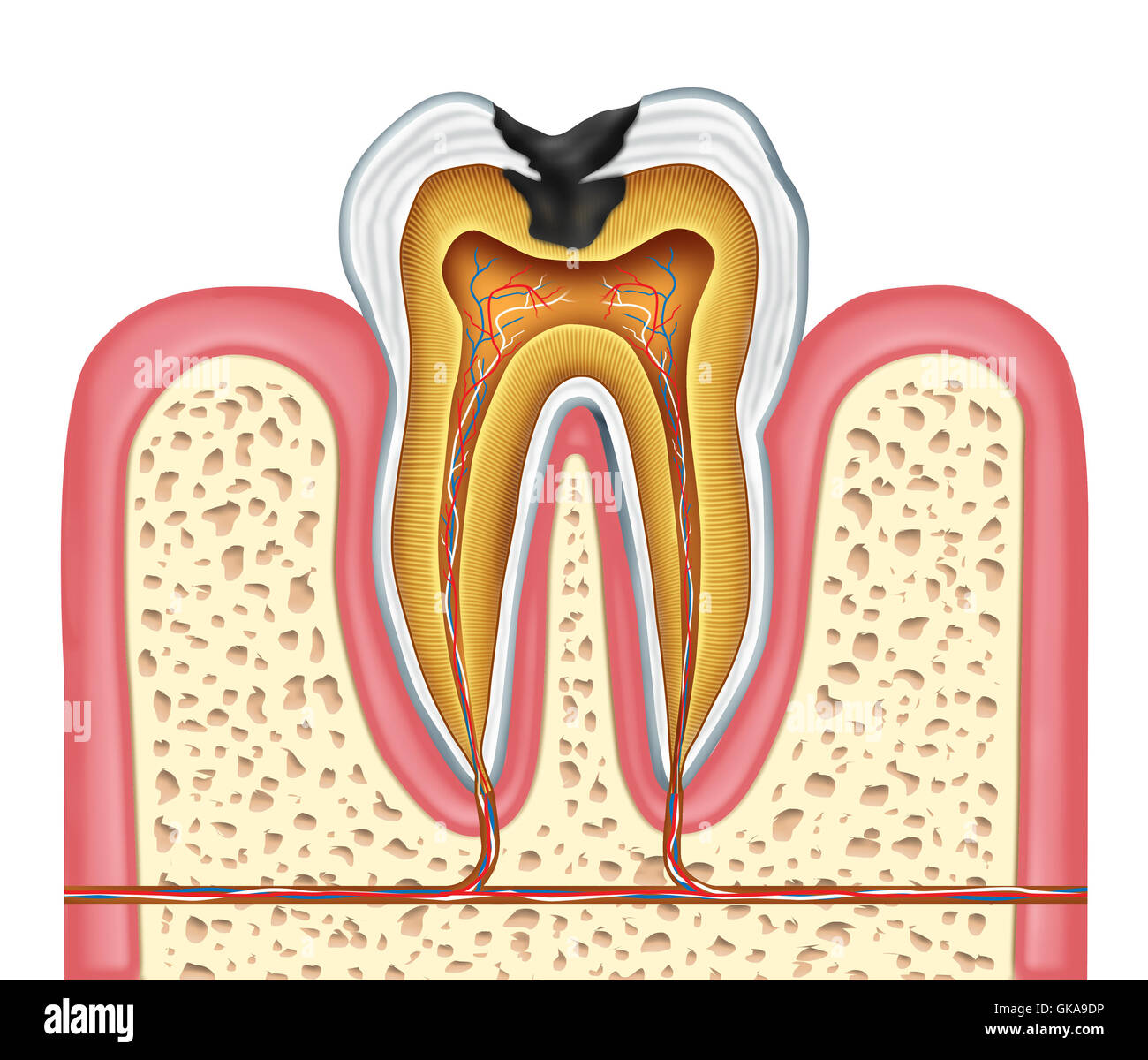 Mouth teeth diagram hi-res stock photography and images - Alamy