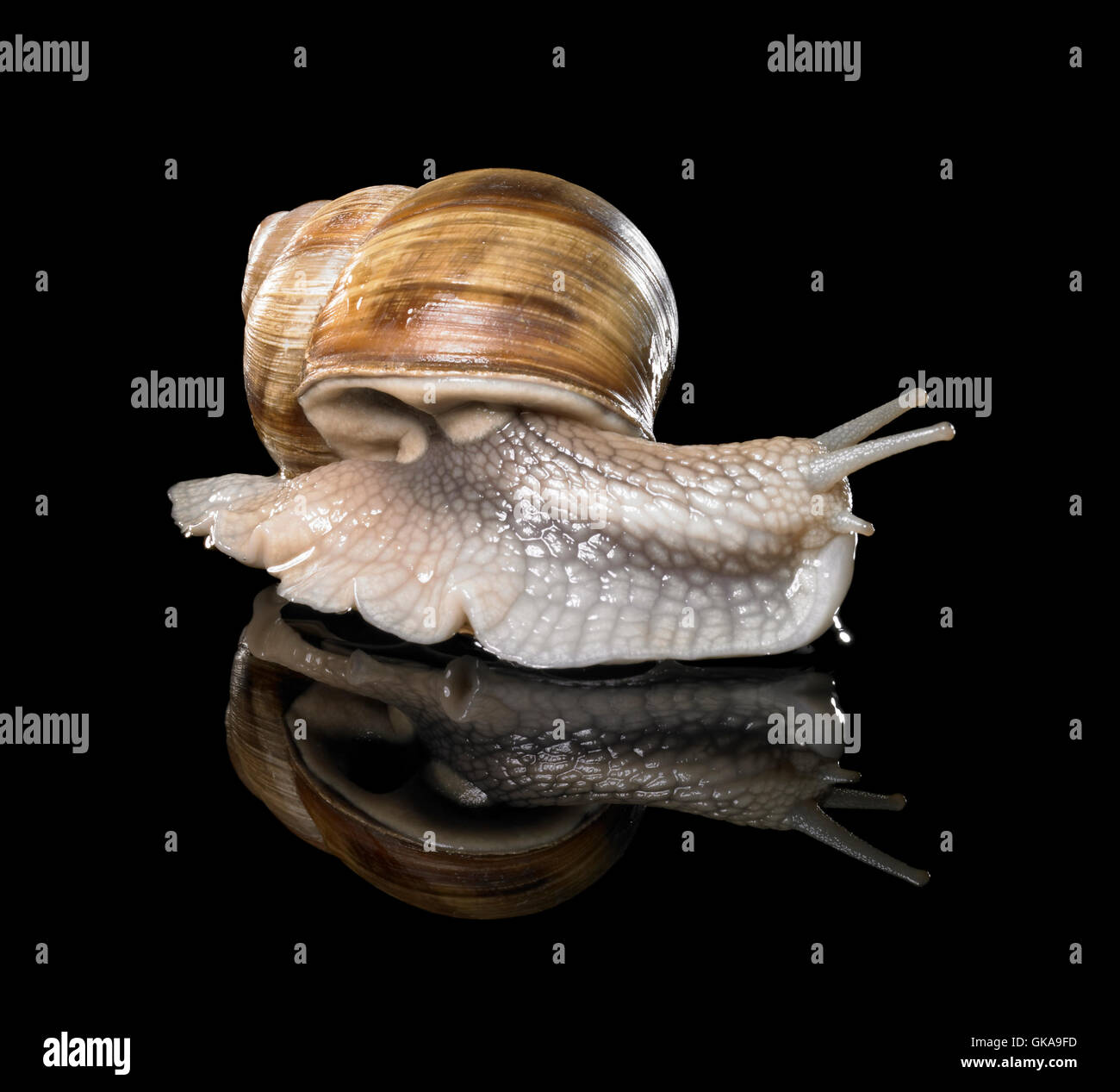 Shell on reflective black hi-res stock photography and images - Alamy