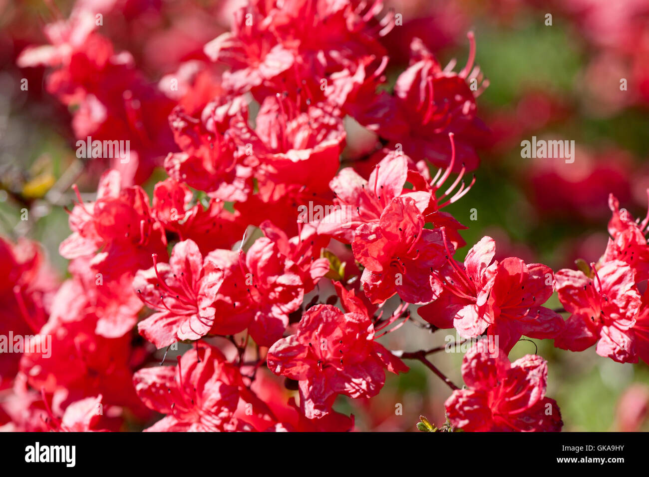 Blue azalea hi-res stock photography and images - Alamy