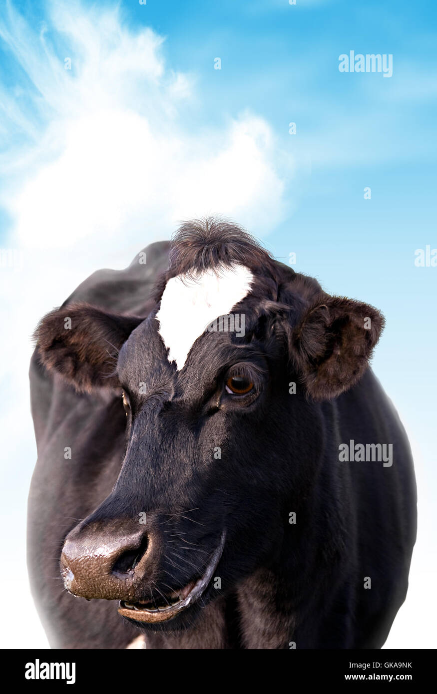 Laughing cow hi-res stock photography and images - Alamy