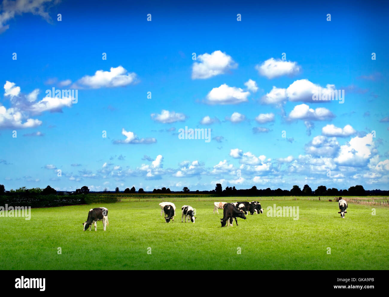 horizon cows fen Stock Photo - Alamy