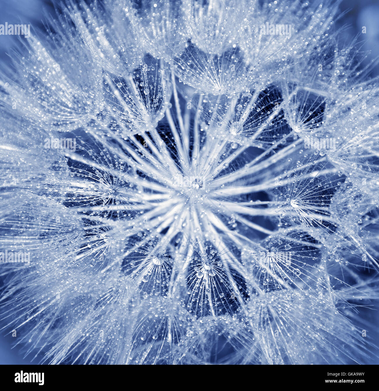 close blue beautiful Stock Photo - Alamy