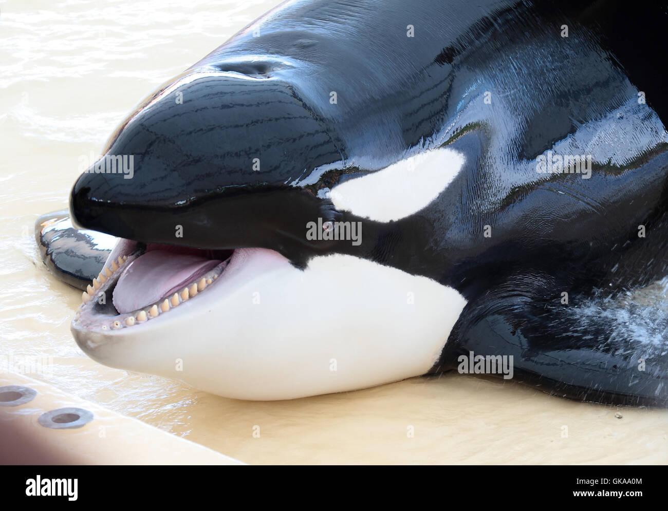 Orca whale teeth animal hi-res stock photography and images - Alamy