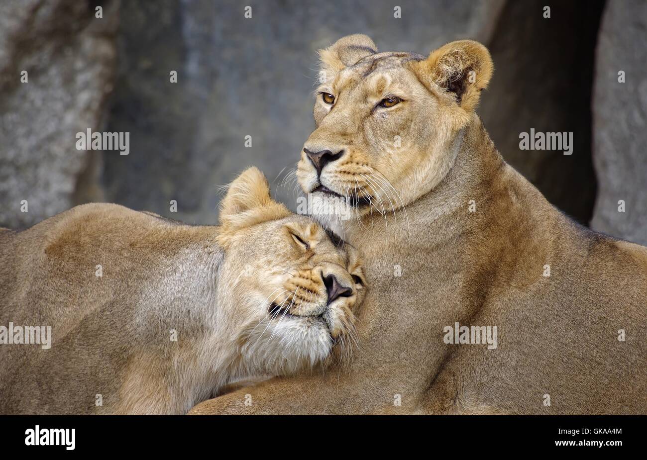 love among lions Stock Photo - Alamy