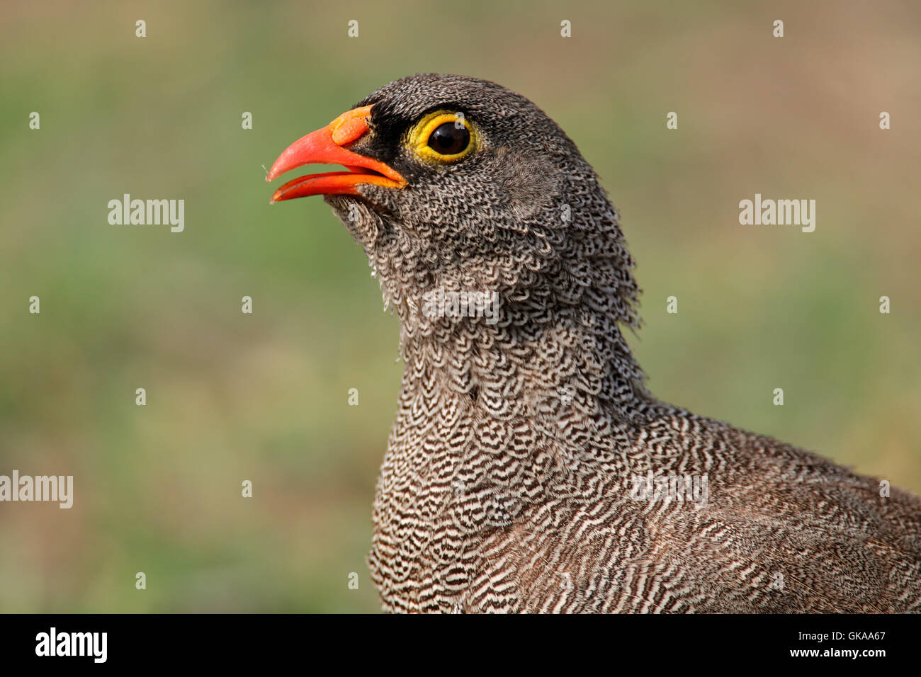 bird africa portrait Stock Photo - Alamy