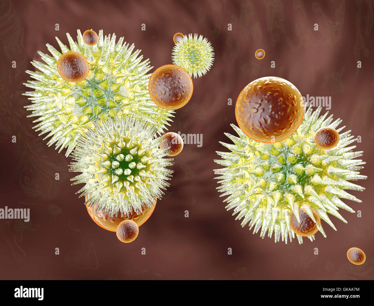 White blood cell attack bacteria hi-res stock photography and images ...