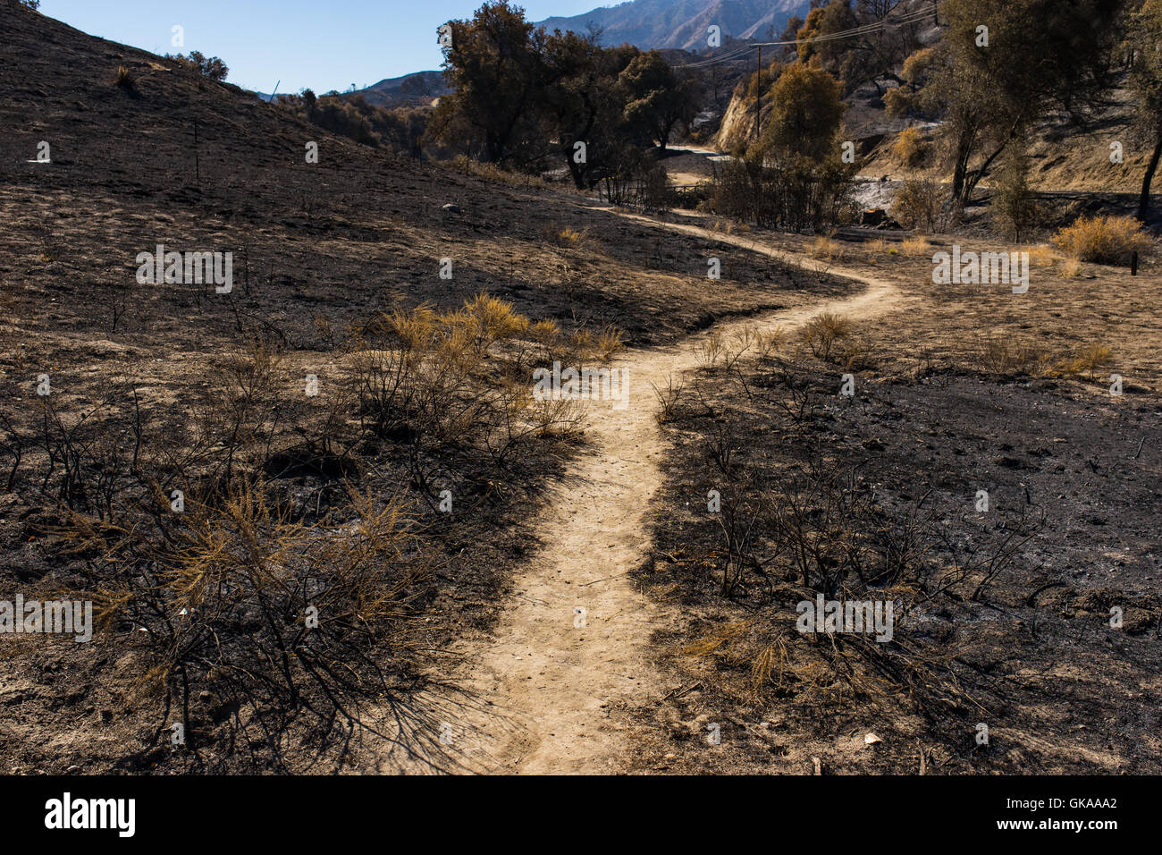 Sand trail leads through a wilderness nature preserve burned by a ...