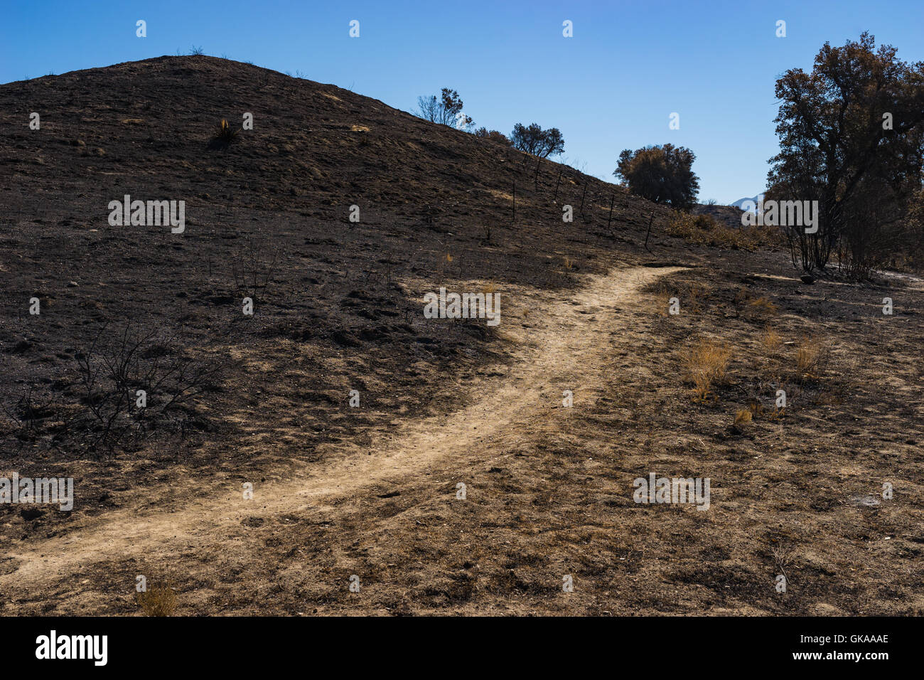 Hillside burned by wildfire has dirt hiking trail leading through it ...