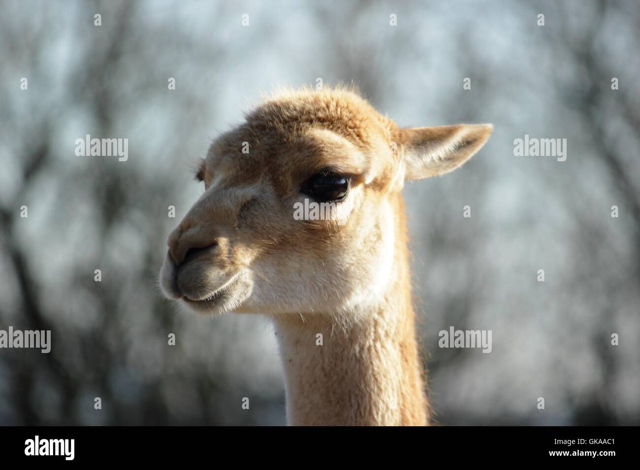 vicuna (vicugna vicugna Stock Photo - Alamy