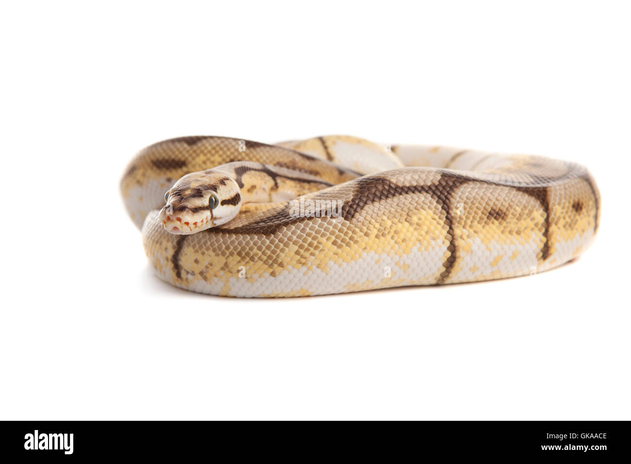 Tropical reptile Cut Out Stock Images & Pictures - Alamy