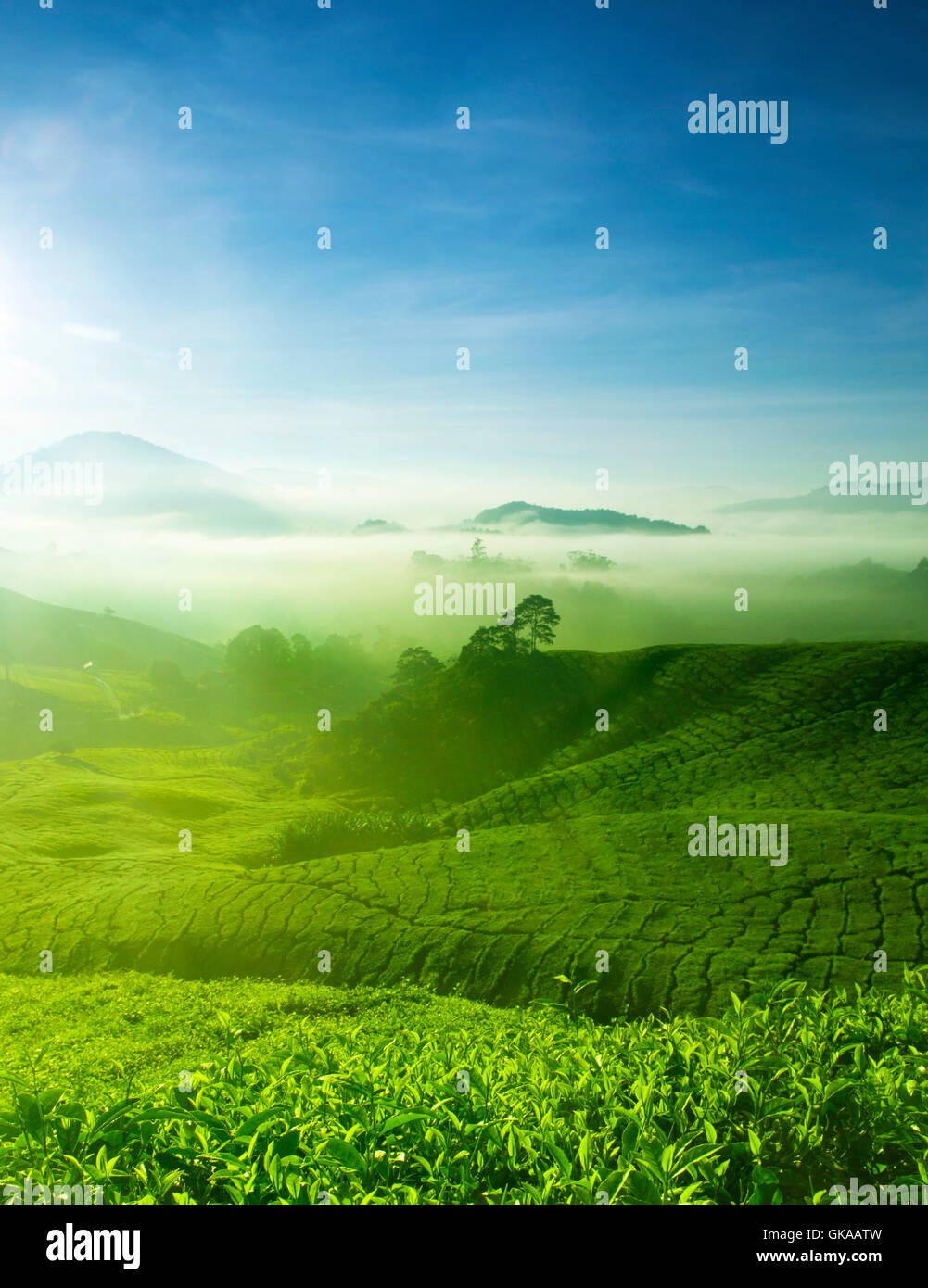 blue tea beautiful Stock Photo - Alamy