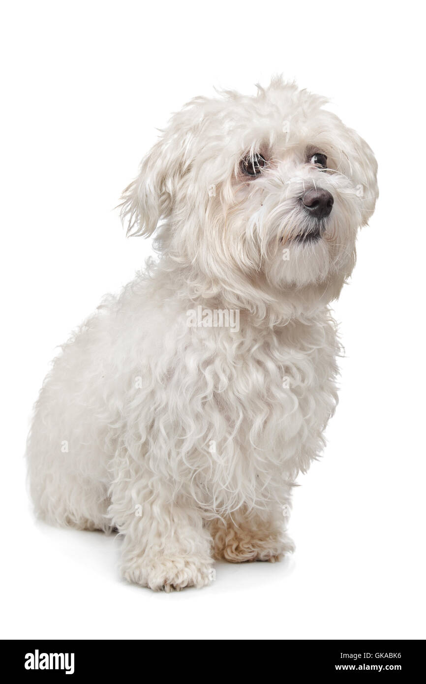 Pets and animal hi-res stock photography and images - Alamy