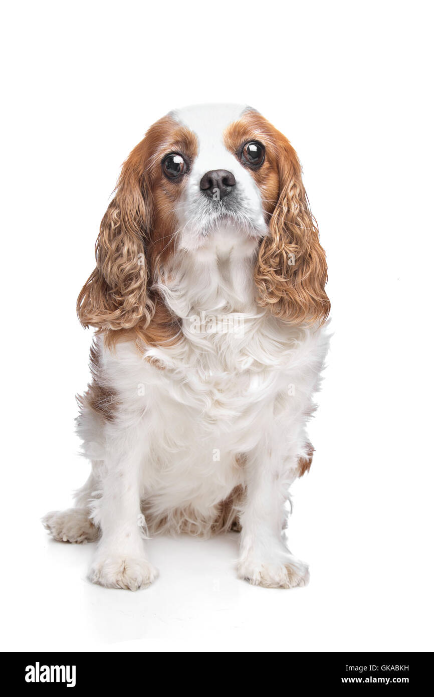 Pets and animal hi-res stock photography and images - Alamy