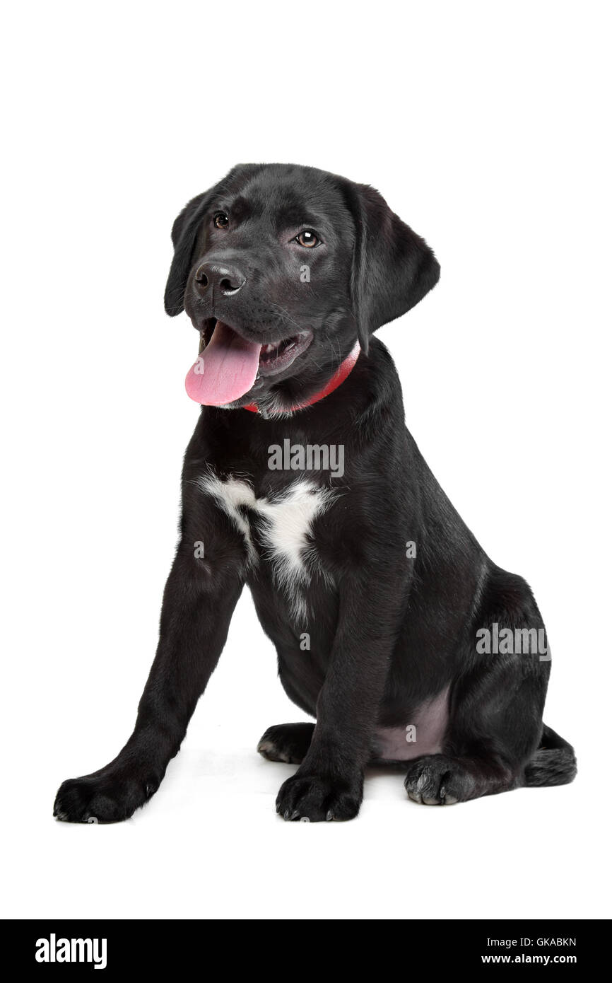 Animal lab Cut Out Stock Images & Pictures - Alamy