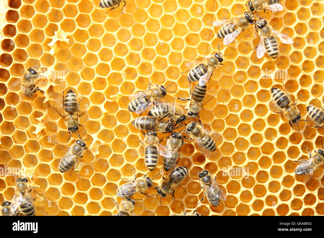 Breed of honeybees hi-res stock photography and images - Alamy