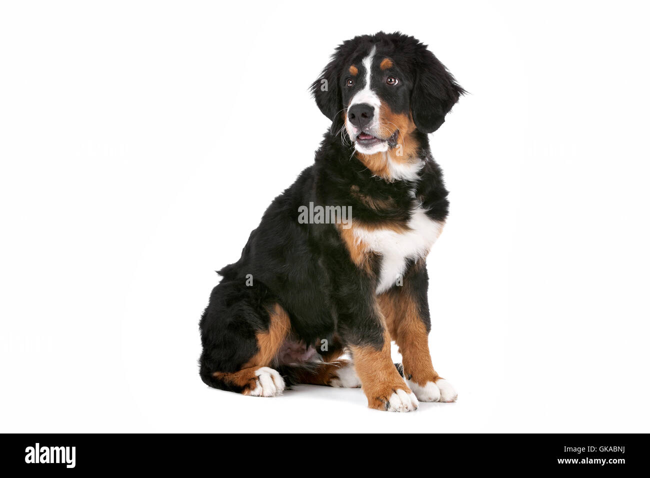 Bernese mountain dog isolated Cut Out Stock Images & Pictures - Alamy