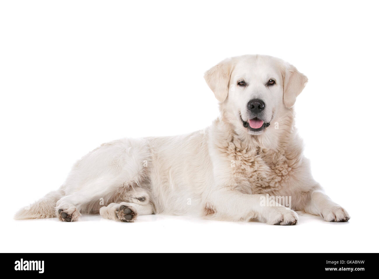 pet isolated animal Stock Photo - Alamy