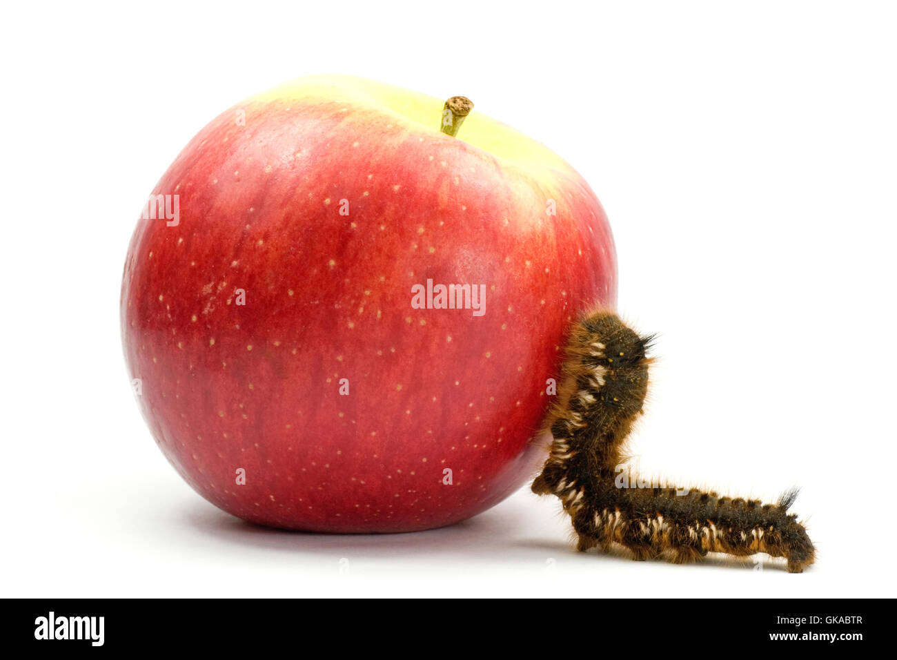 Animal project hi-res stock photography and images - Alamy