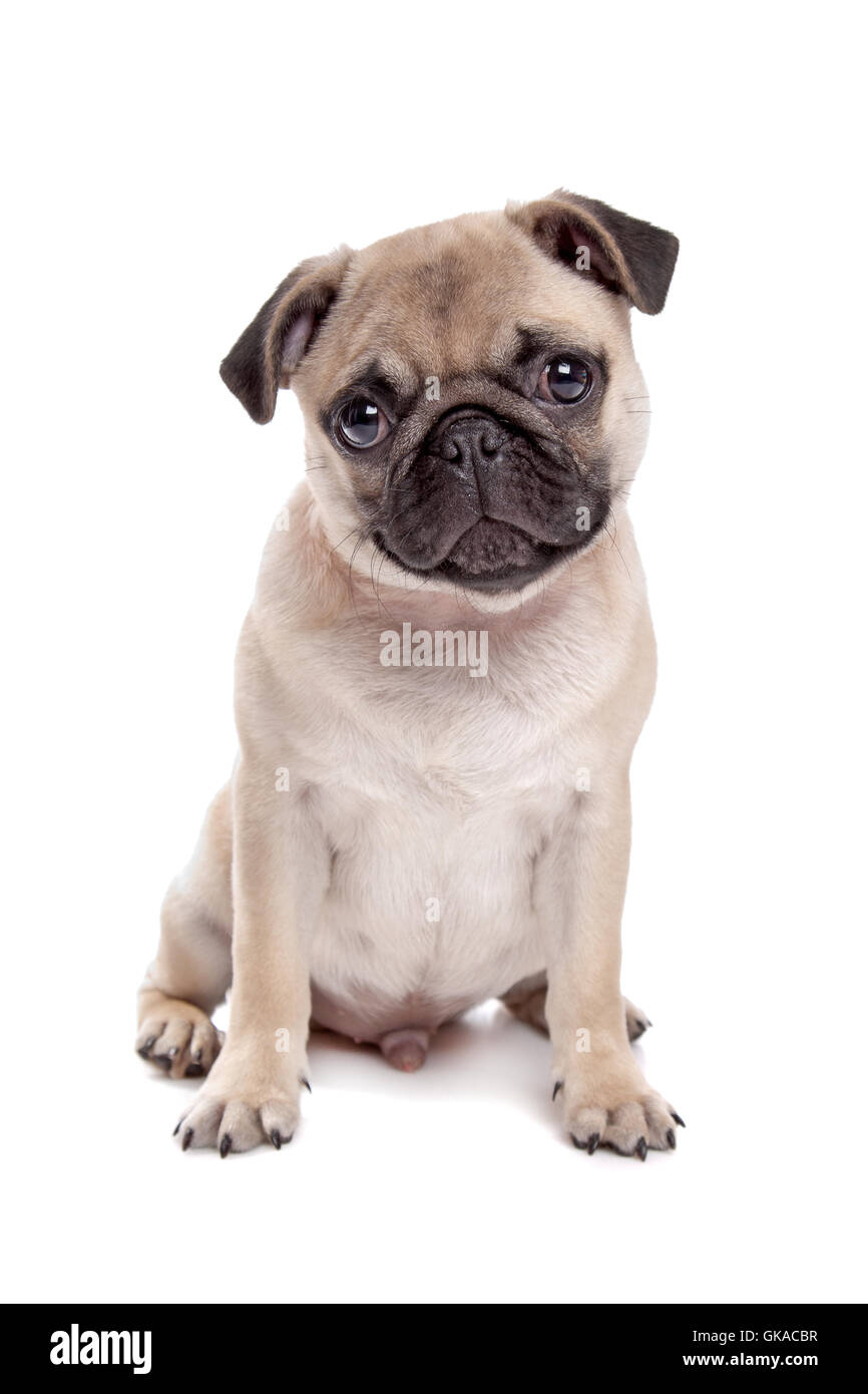 pet isolated animal Stock Photo - Alamy