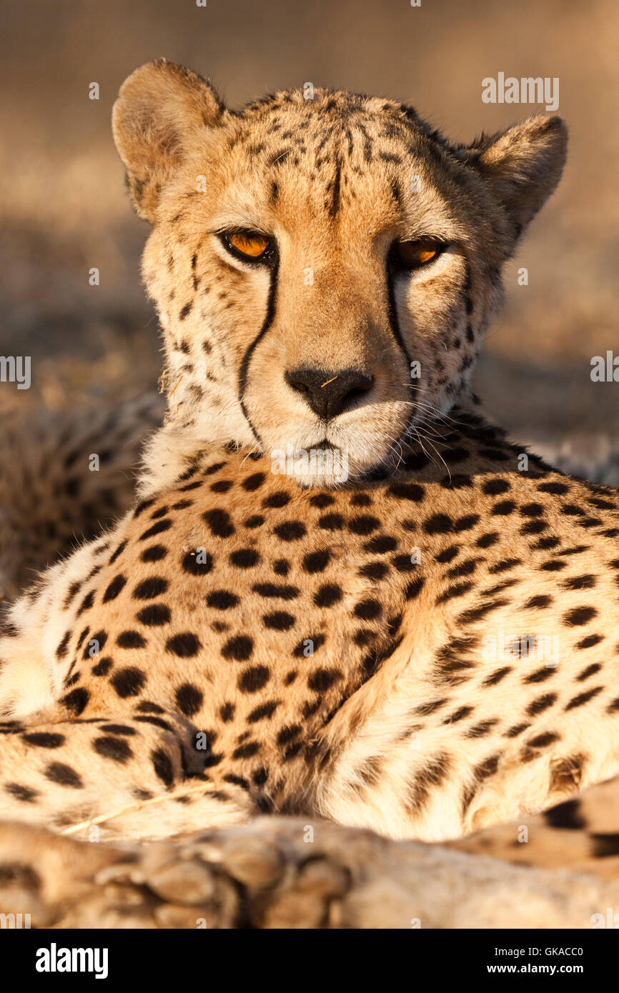cheetah (acinonyx jubatus Stock Photo - Alamy