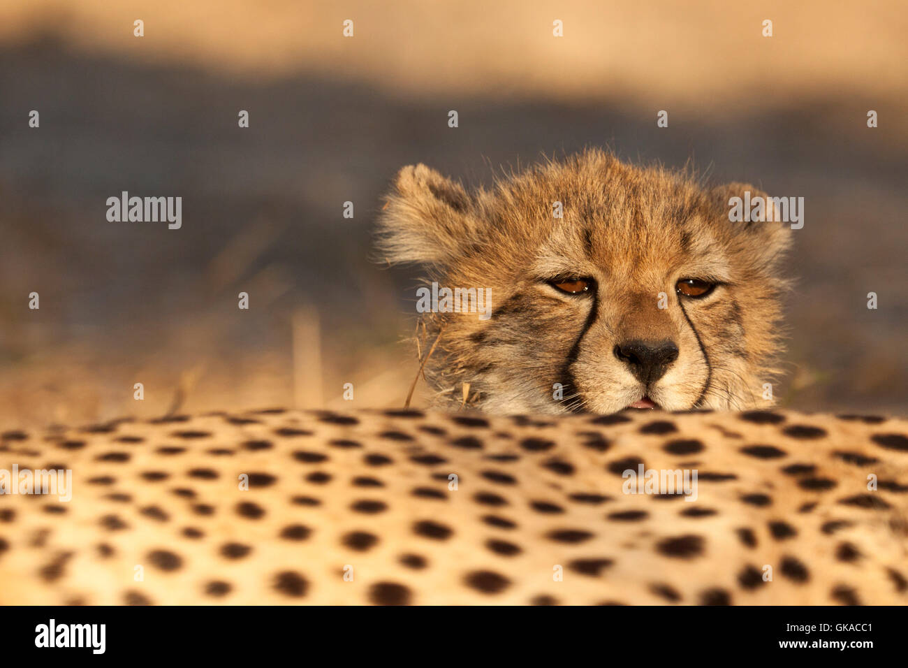 cheetah (acinonyx jubatus Stock Photo - Alamy