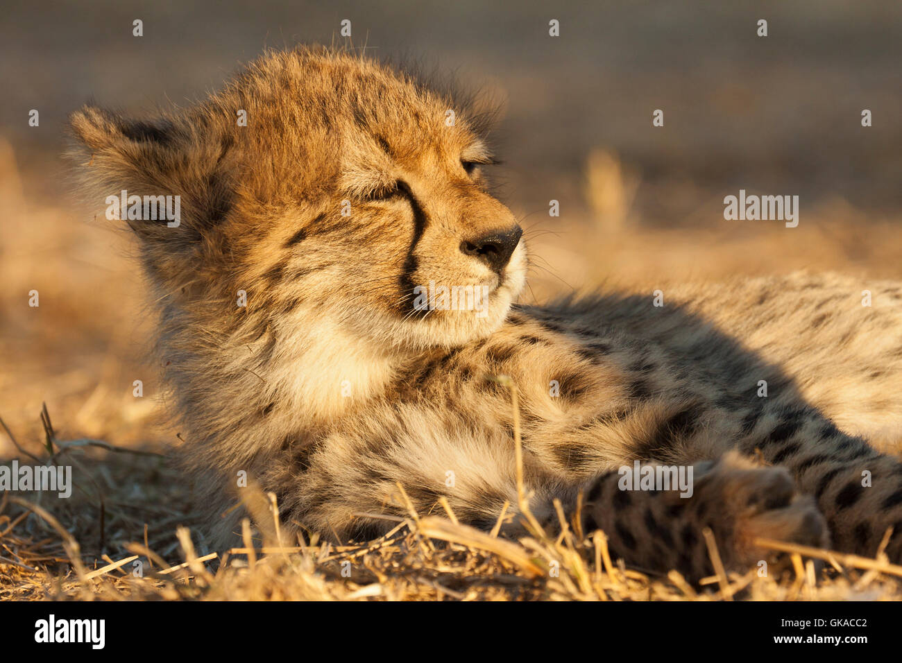 cheetah (acinonyx jubatus Stock Photo - Alamy