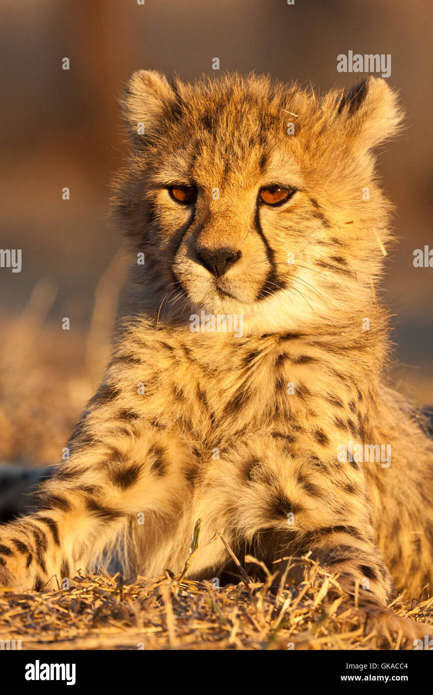 horizontal step tier Stock Photo - Alamy