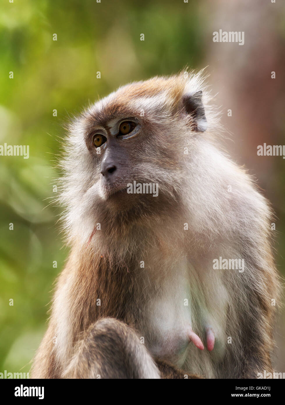 tree animal mammal Stock Photo - Alamy