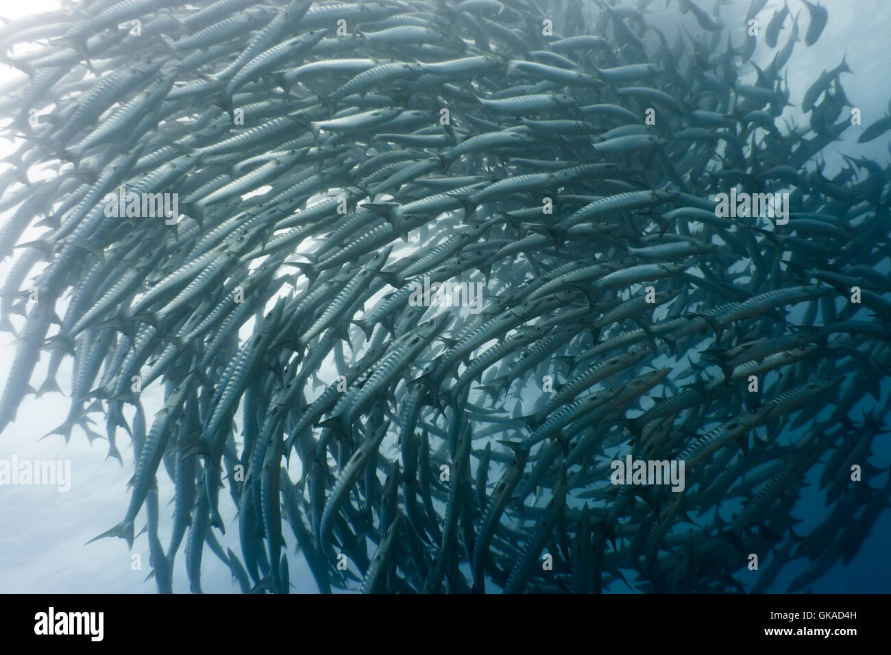 Big fish small fish swarm hi-res stock photography and images - Alamy