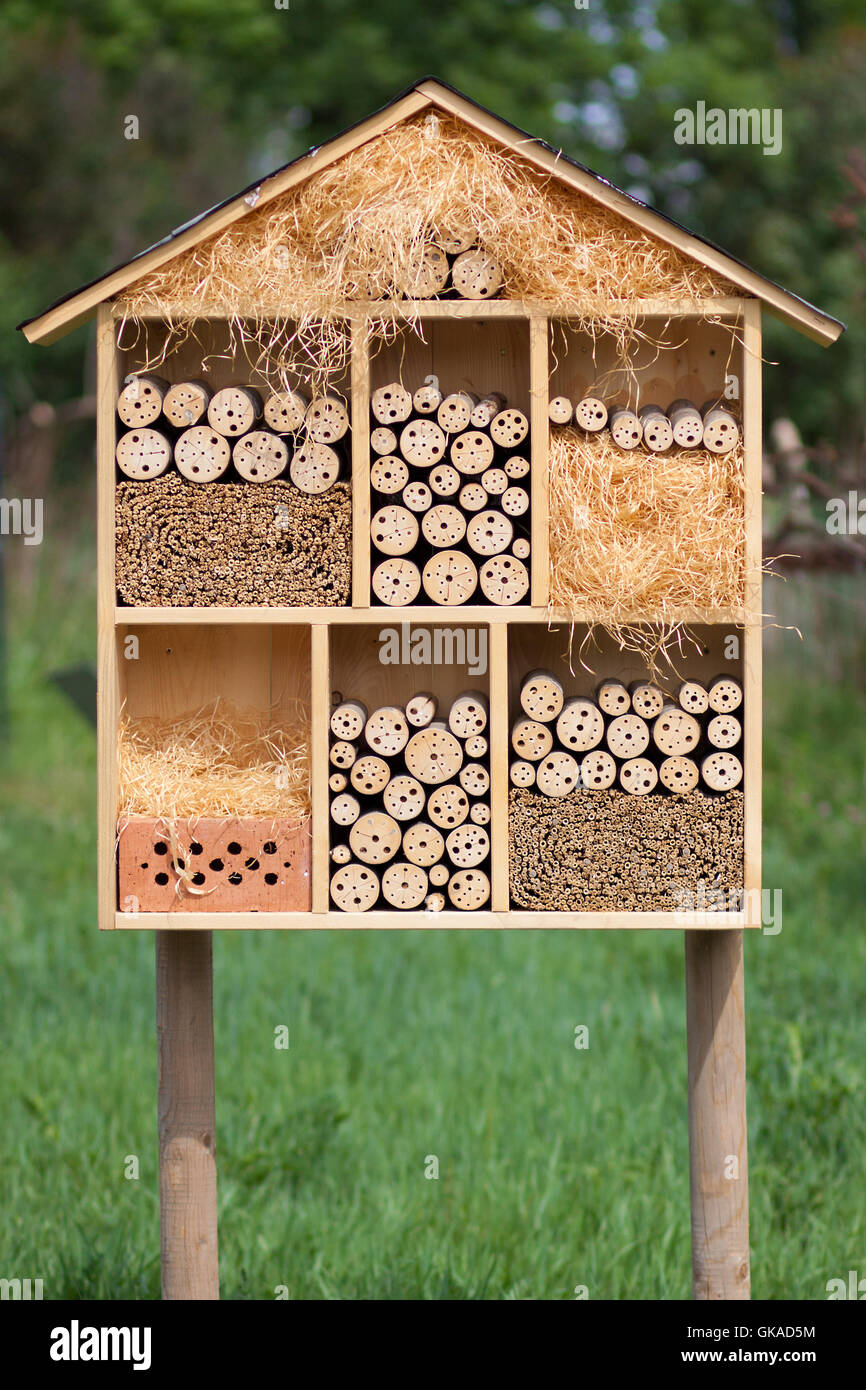 bees apiary insect Stock Photo - Alamy