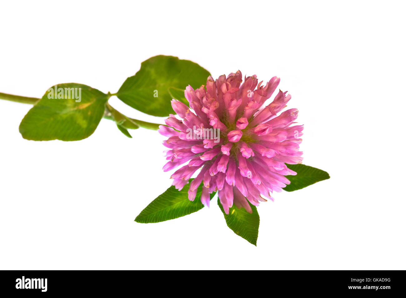 isolated leaves flower Stock Photo - Alamy