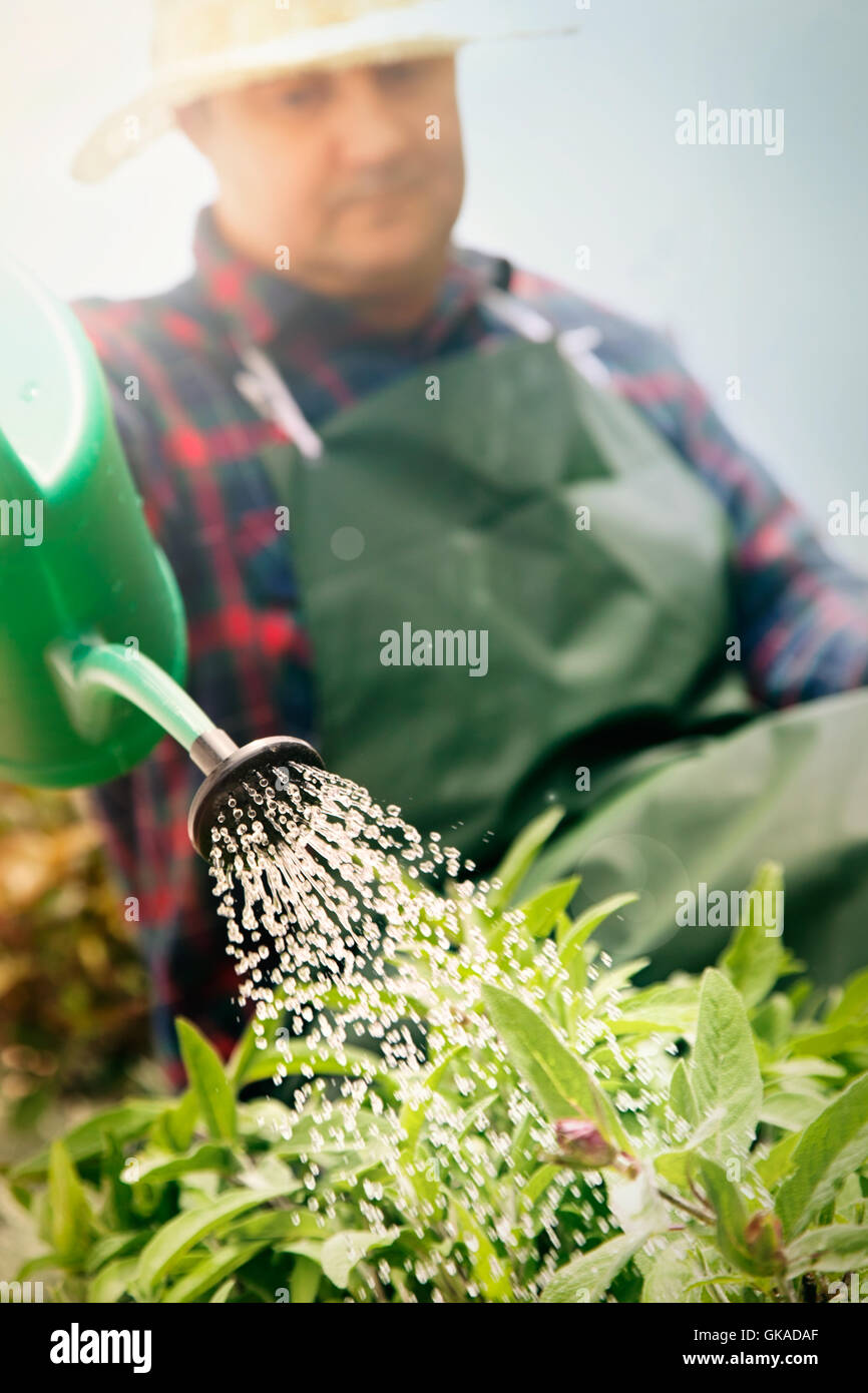 Gardener pruning herbs hi-res stock photography and images - Alamy