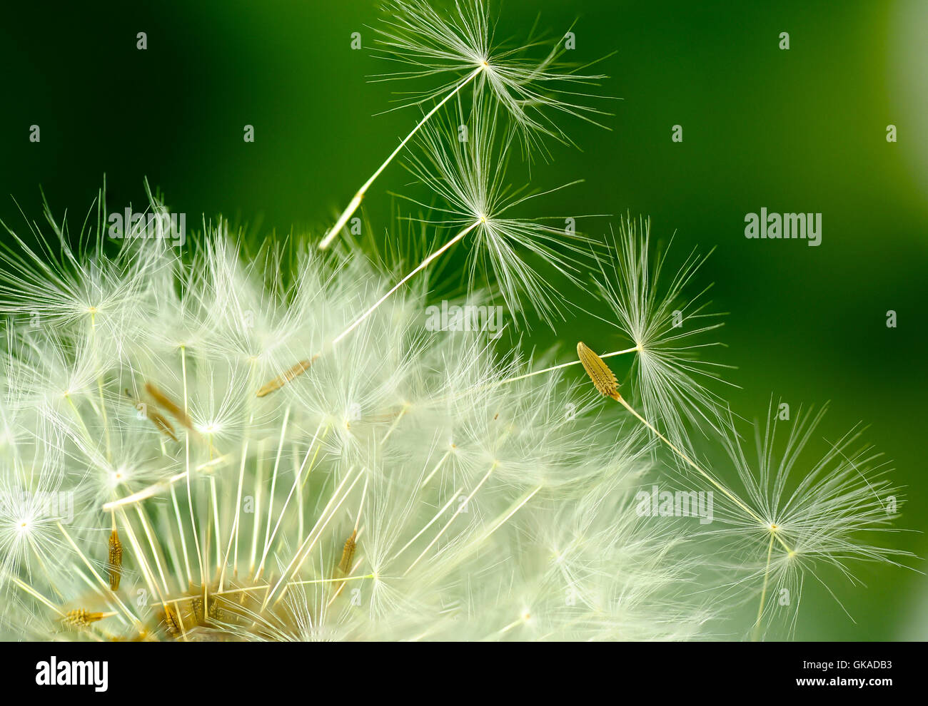 Flower mess hi-res stock photography and images - Alamy