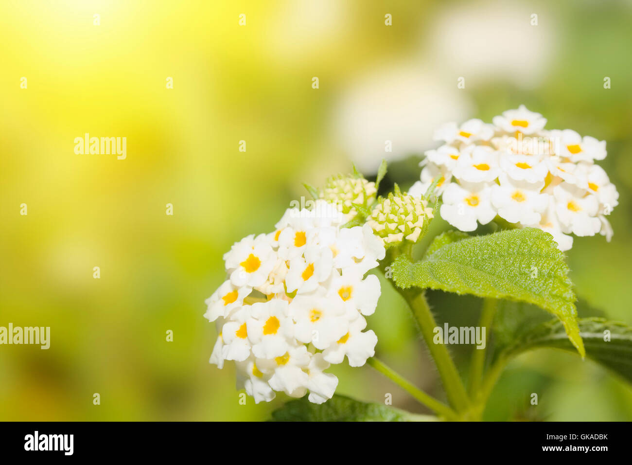 Whitw flowers hi-res stock photography and images - Alamy