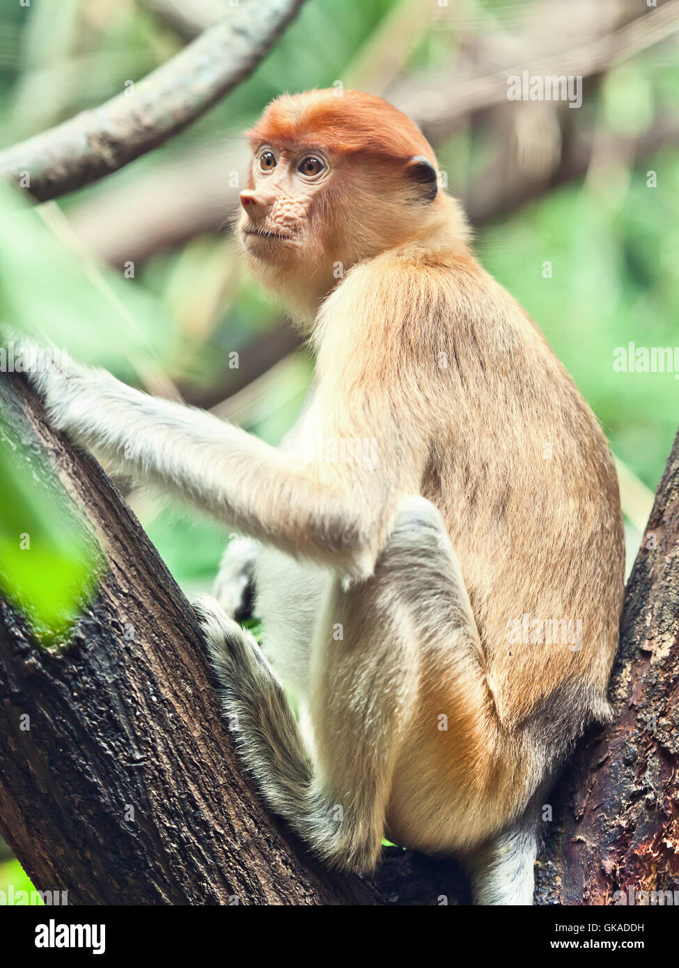 mammal monkey eye Stock Photo - Alamy