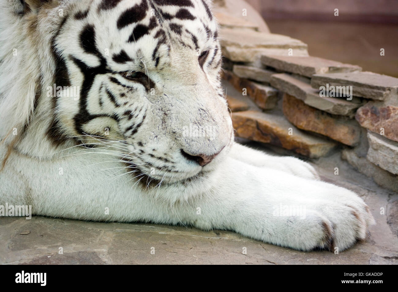 wild animals zoo Stock Photo - Alamy