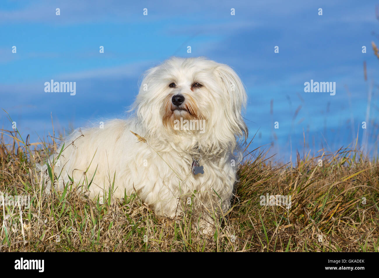 Havaneser havanese bichon havanais bichon hi-res stock photography and ...