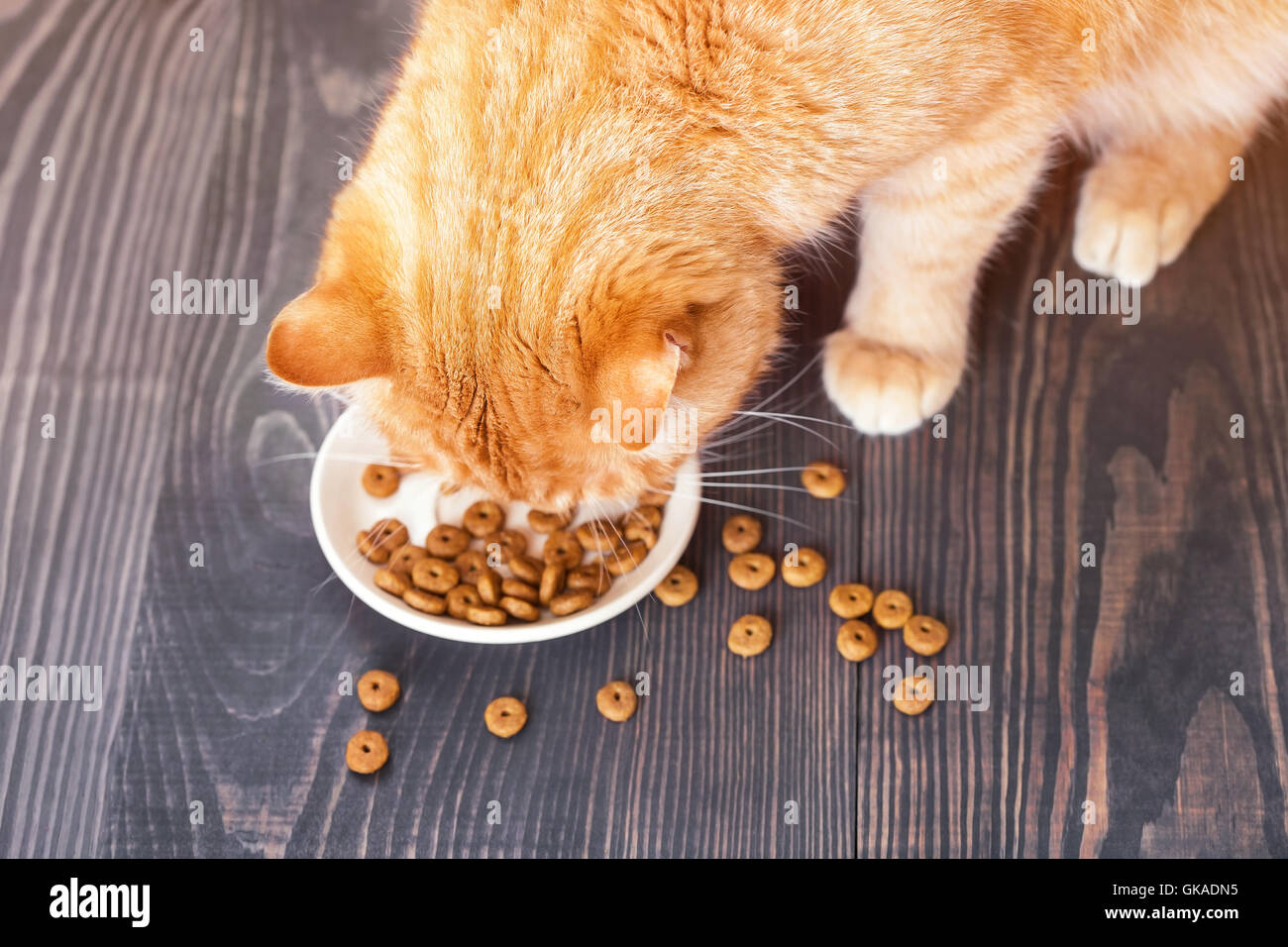 Red cat eating dry food from a plate, sitting on the floor, close-up ...