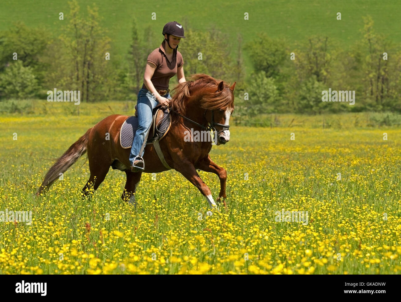 horse pony riding Stock Photo - Alamy