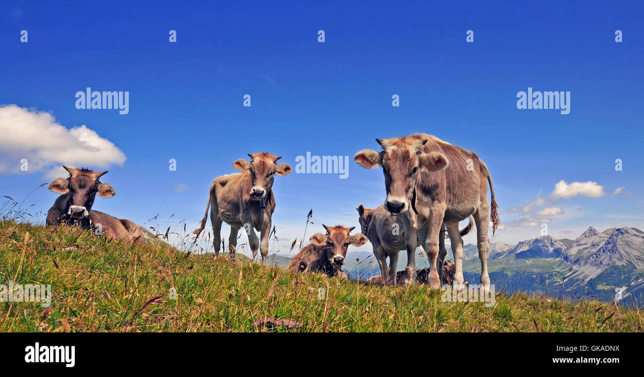 Livestock cows farm hi-res stock photography and images - Alamy