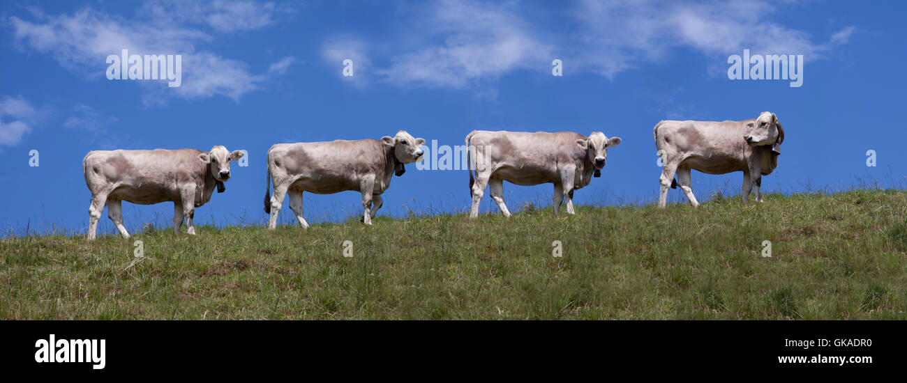 Cows in a row hi-res stock photography and images - Alamy