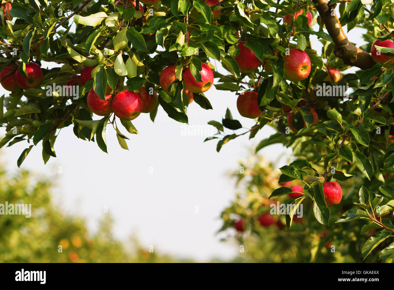 food aliment tree Stock Photo - Alamy