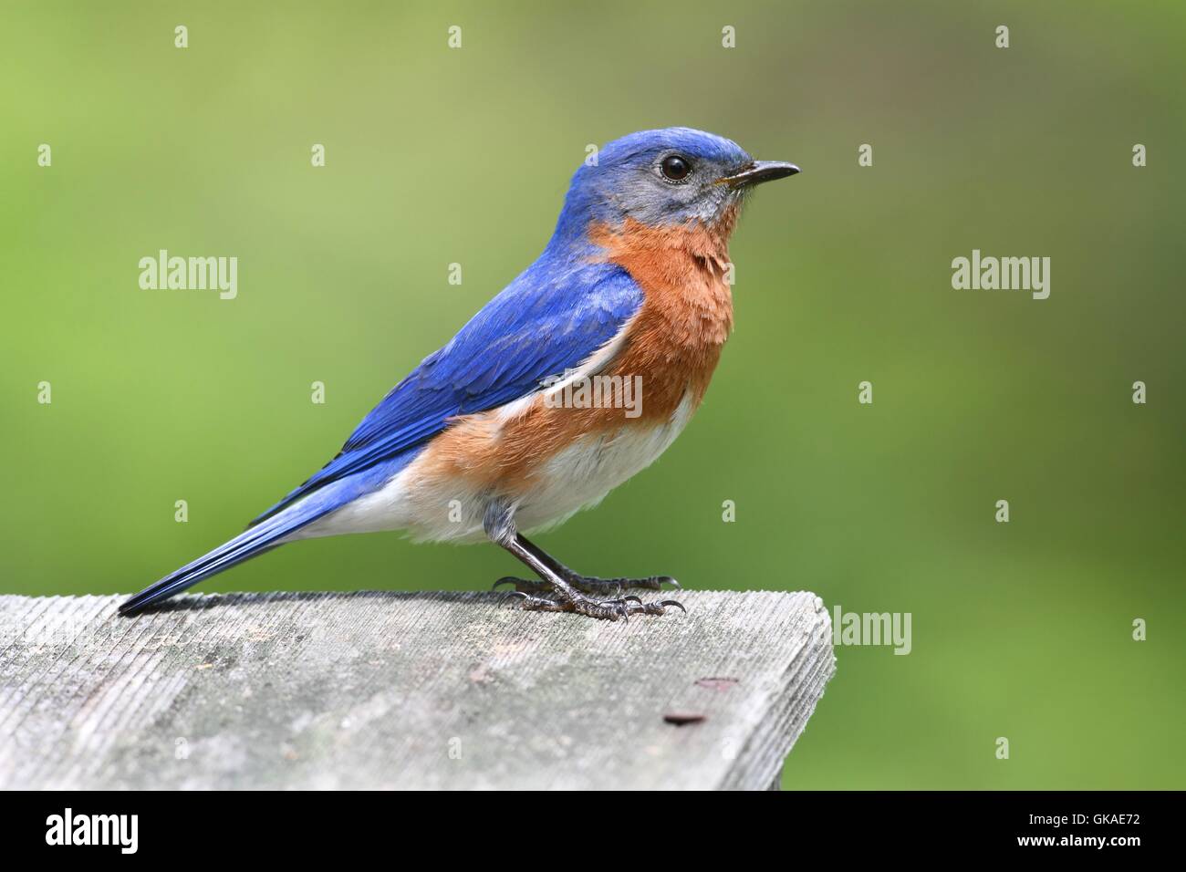 Blue bird wild wildlife hi-res stock photography and images - Alamy