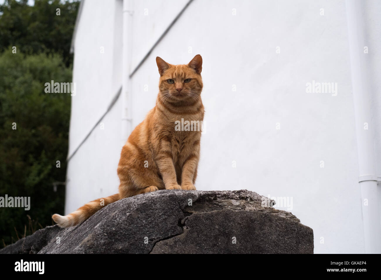 A ginger tom cat sat up on a wall in the late evening - Falmouth ...