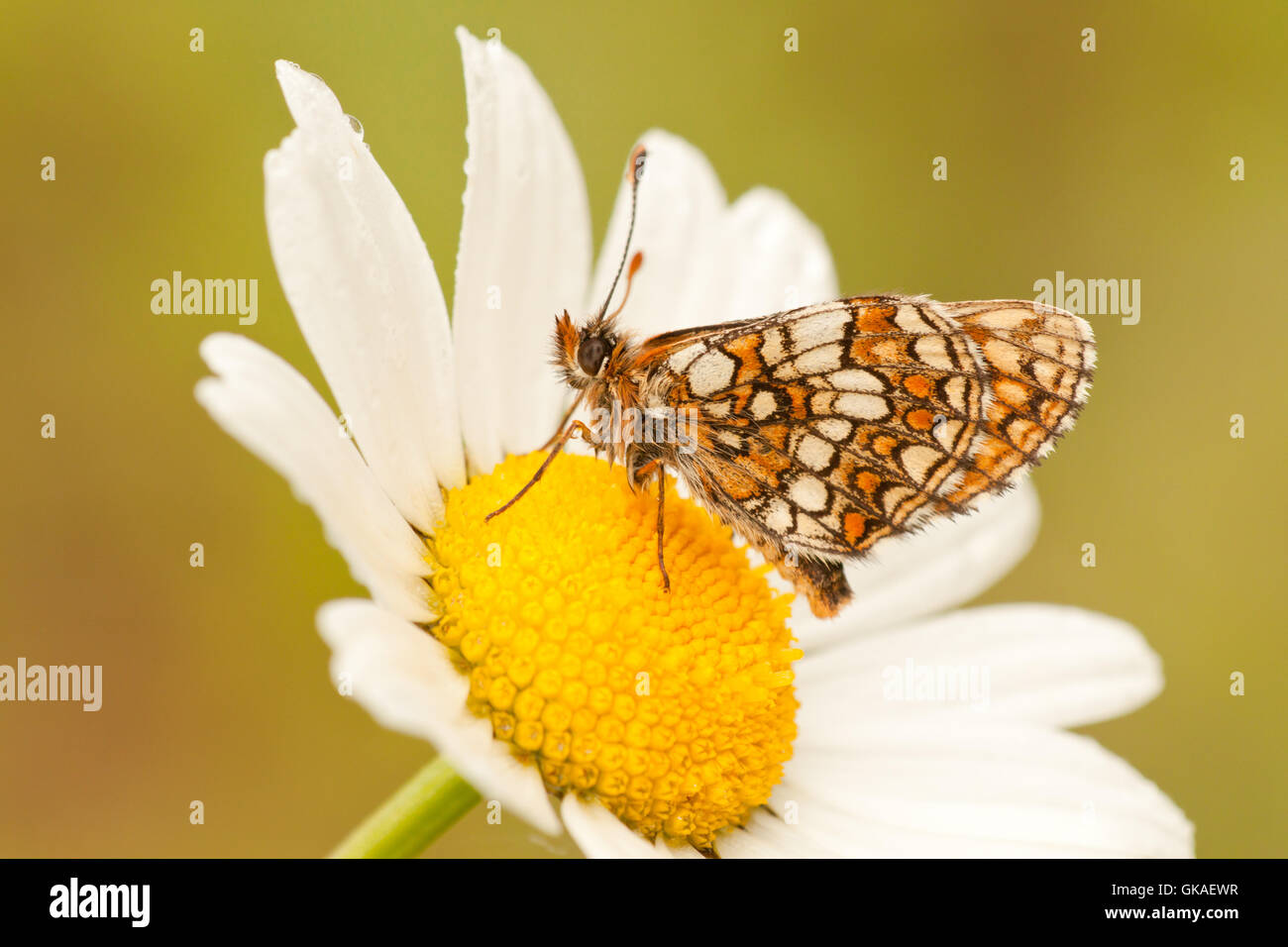 butterfly on daisy Stock Photo - Alamy