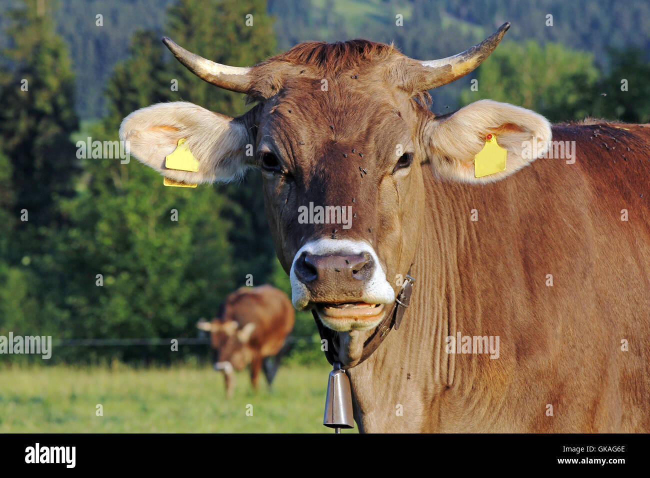 Allgauer braunvieh hi-res stock photography and images - Alamy