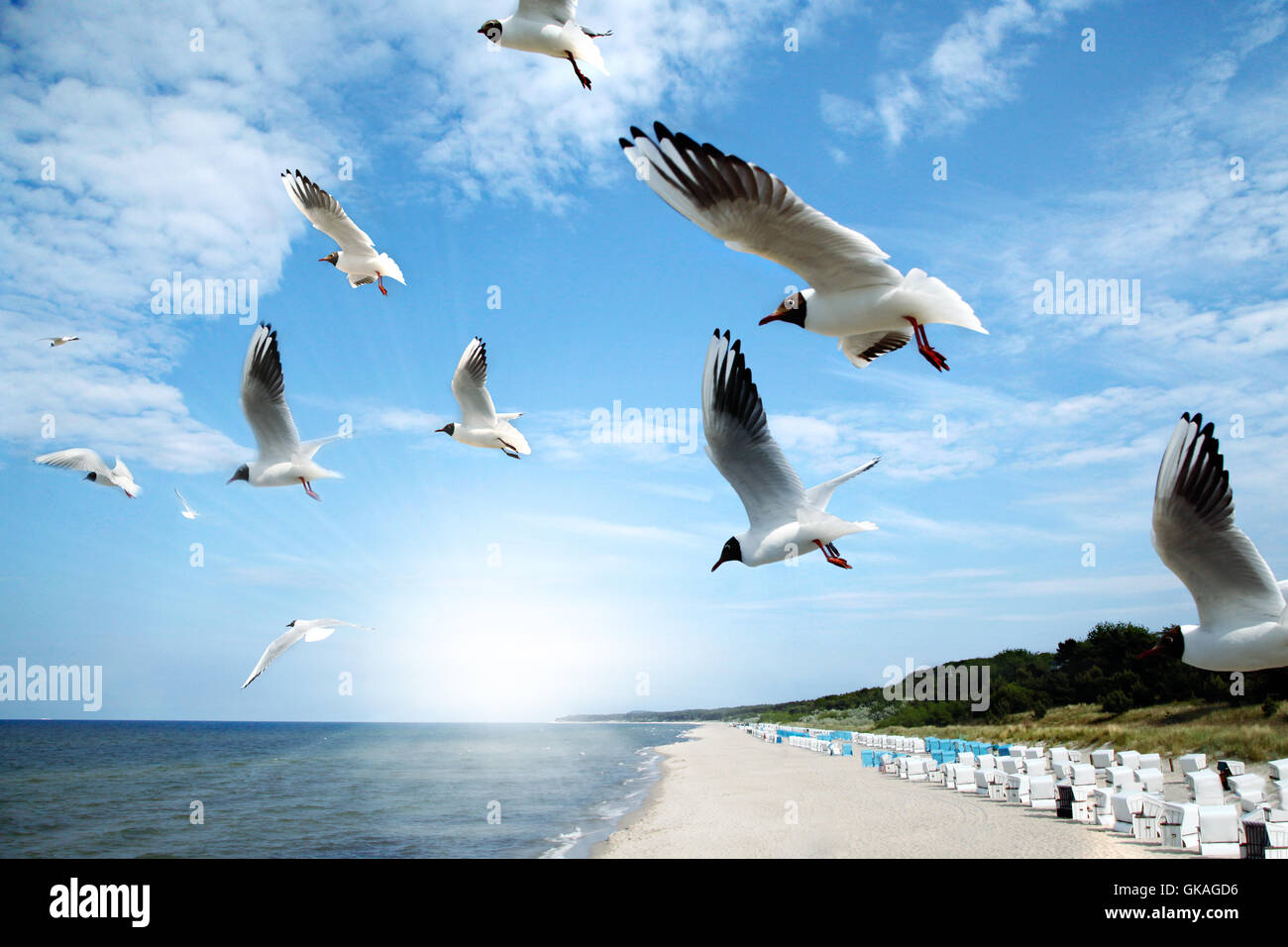 Seaside bird hi-res stock photography and images - Alamy