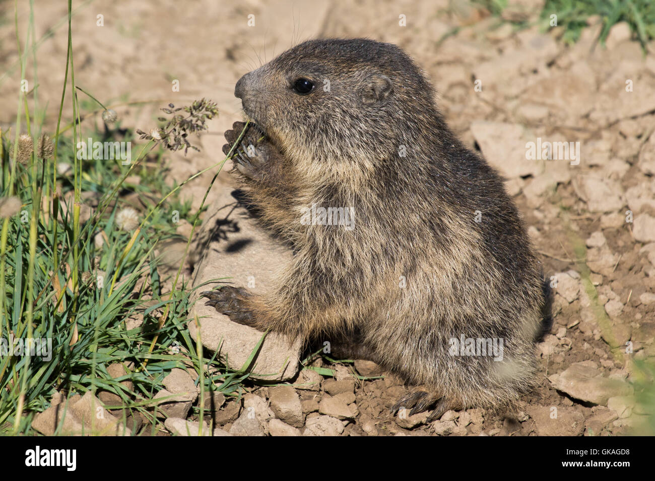 young Alpine Marmot (Marmota marmota) eating grass seeds Stock Photo ...