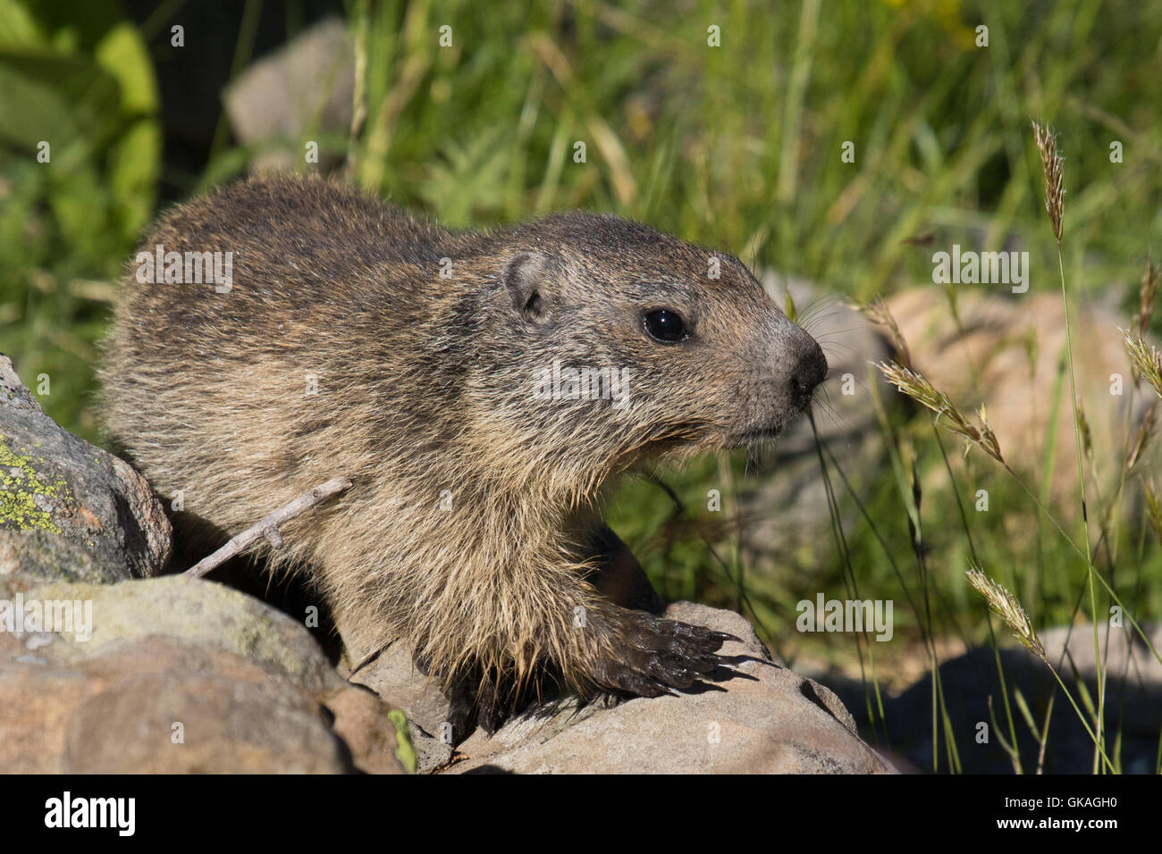 young Alpine Marmot (Marmota marmota Stock Photo - Alamy