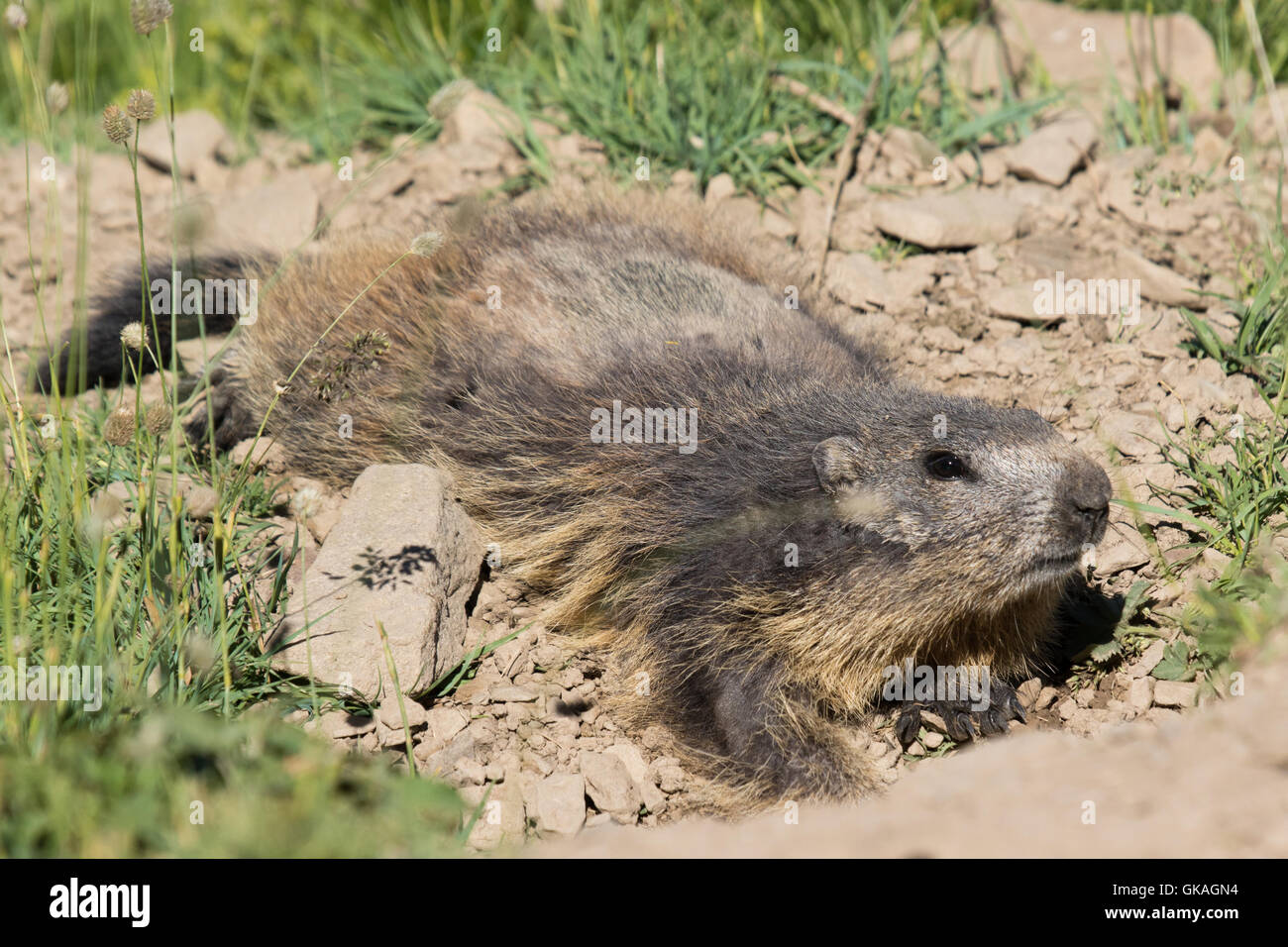 Marmot burrow hi-res stock photography and images - Alamy